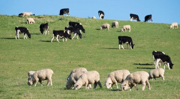 Lait de vache, lait de chèvre ou lait de brebis : lequel est le plus sain
